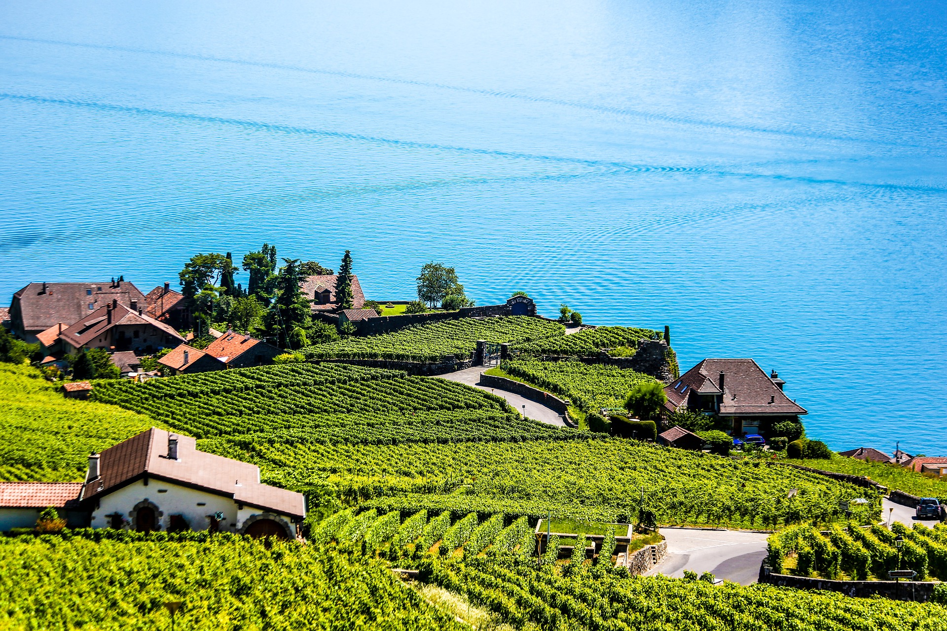 SWISS WINE |VAUD| - Suisse Première